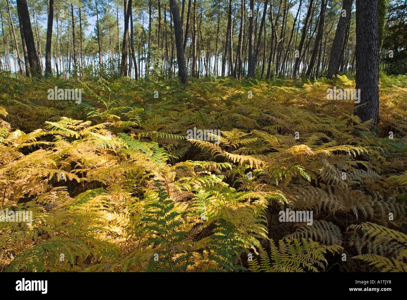 Ferns and tree trunks covering the ground of Landes Forest, Aquitaine ...