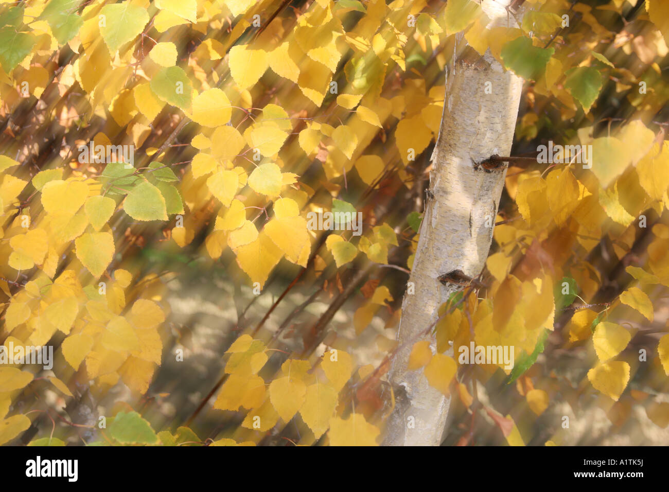 Birch trees on a windy fall day Stock Photo - Alamy