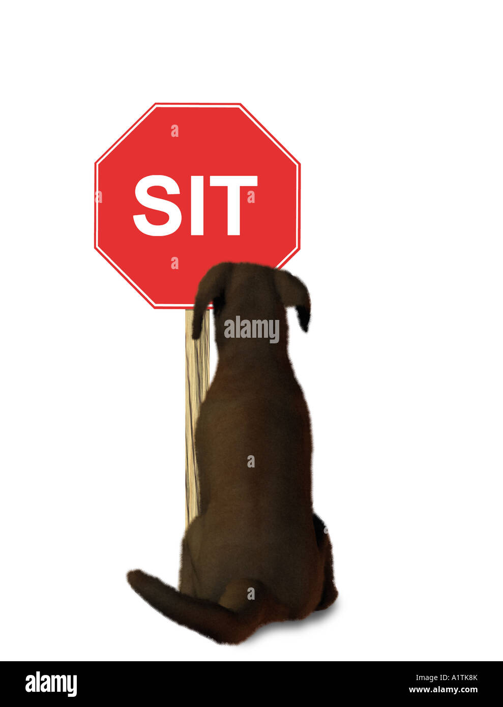 Dog obedience class Cut Out Stock Images & Pictures - Alamy