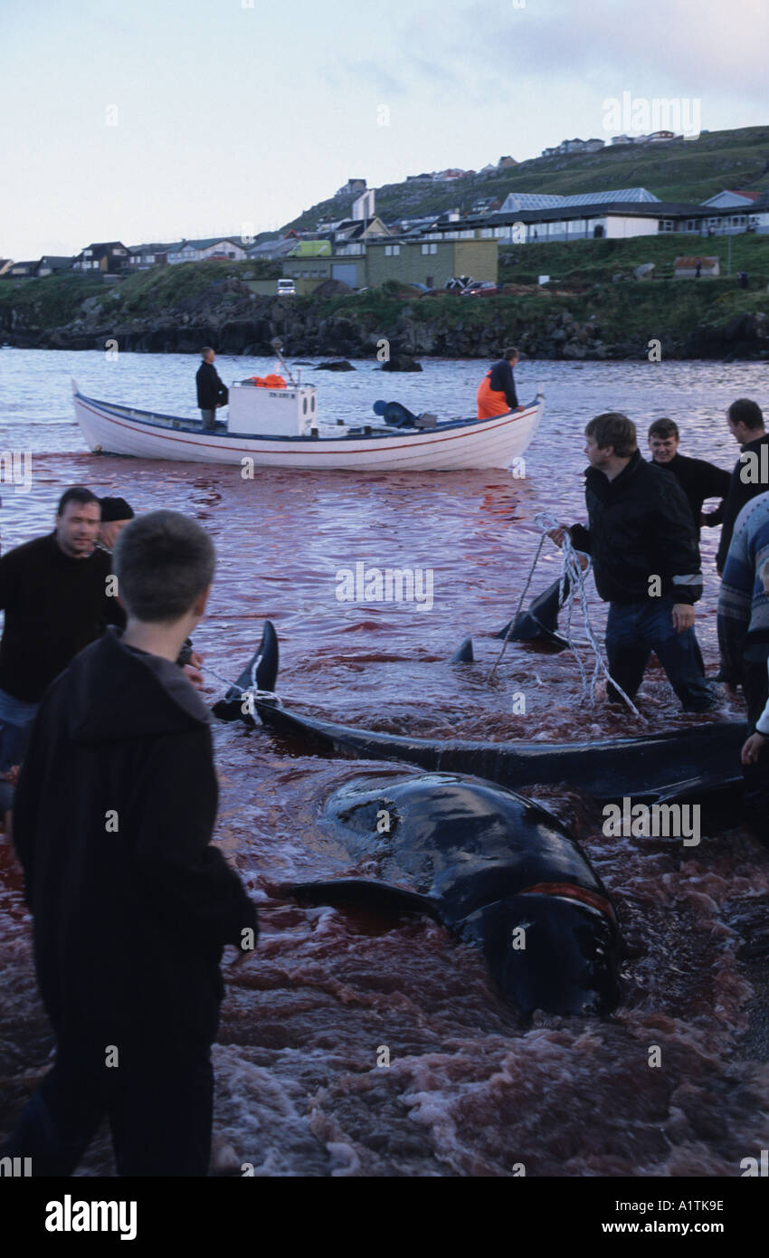 Pilot whale slaughter hi-res stock photography and images - Alamy