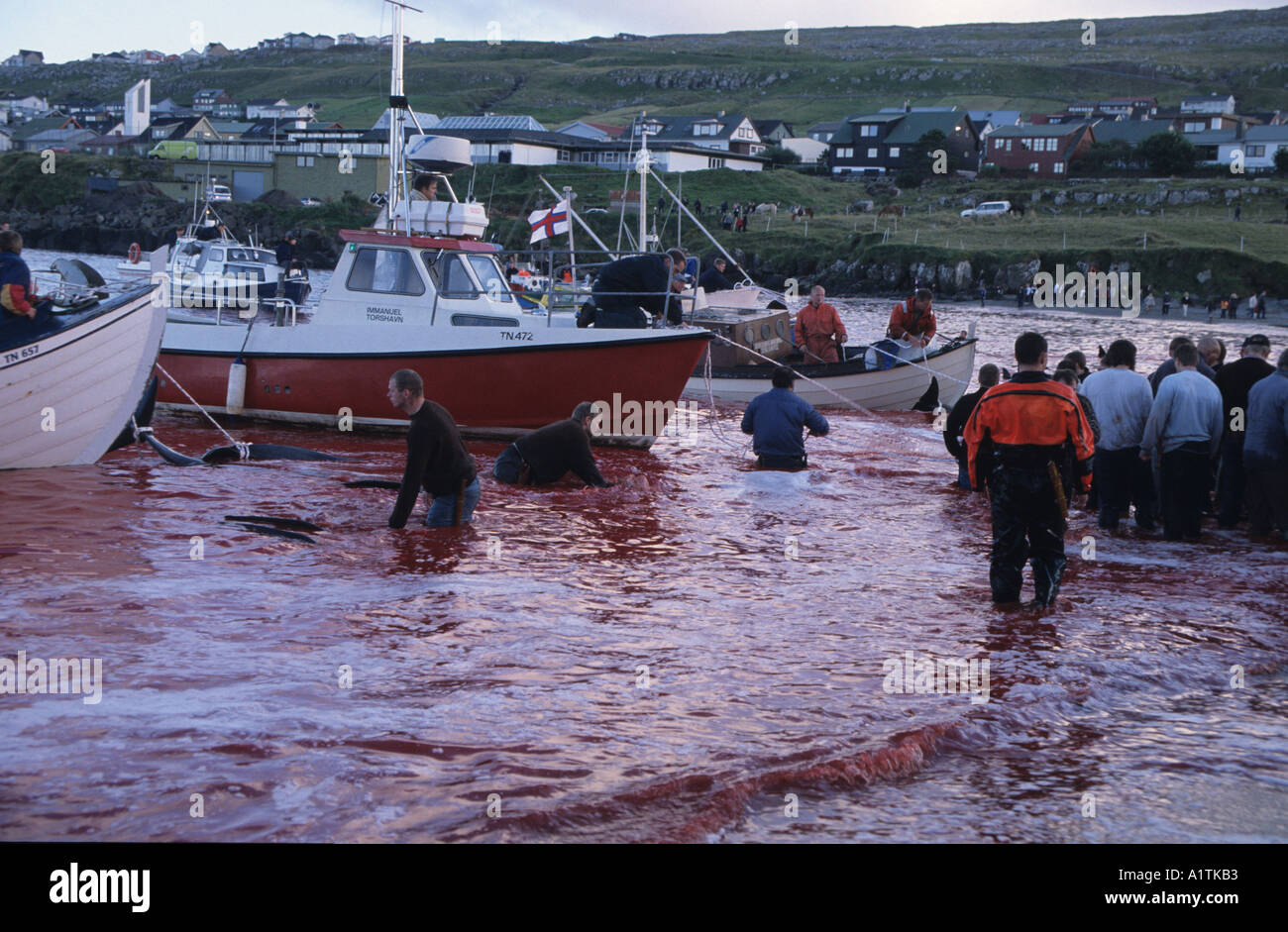Sea red with pilot whale s blood after grindadrap traditional cull ...