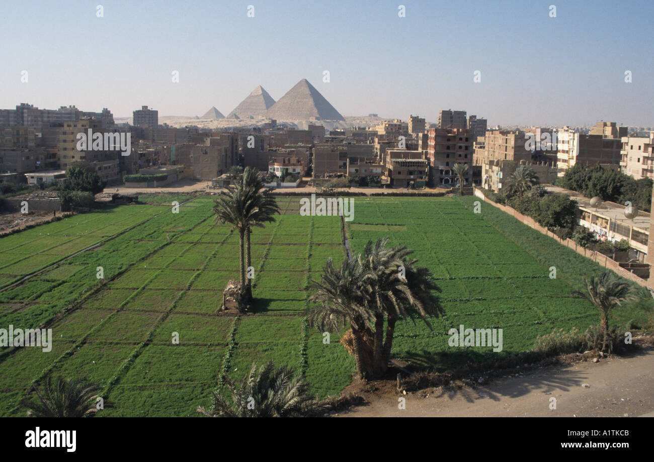 Pyramids of Giza and cultivated land on the outskirts of Cairo Egypt ...