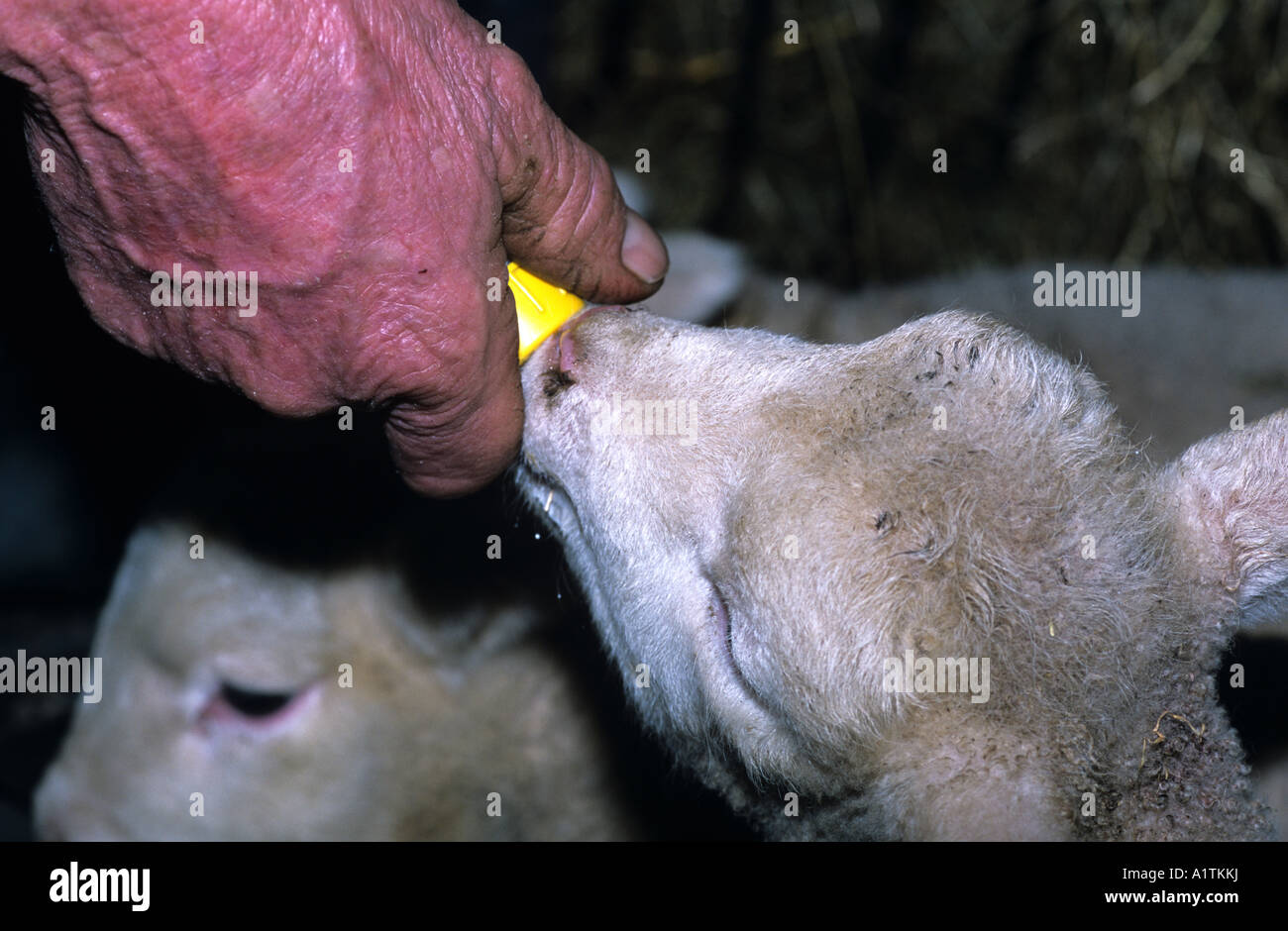 Orphan lamb hi-res stock photography and images - Alamy
