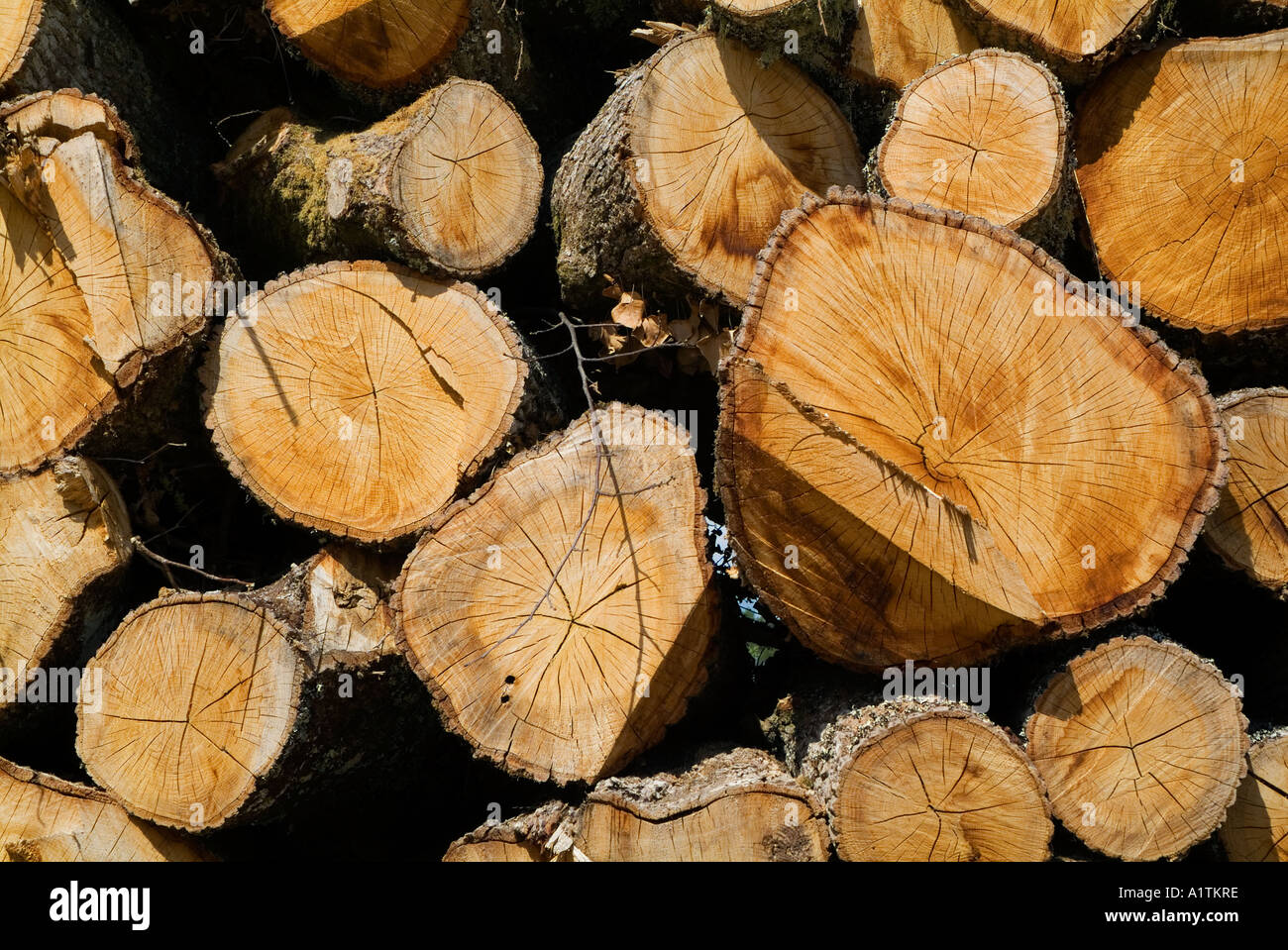 Low angle view of a stack of logs Stock Photo - Alamy