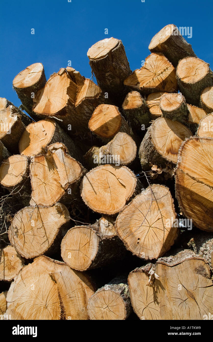 Low angle view of a stack of logs Stock Photo - Alamy