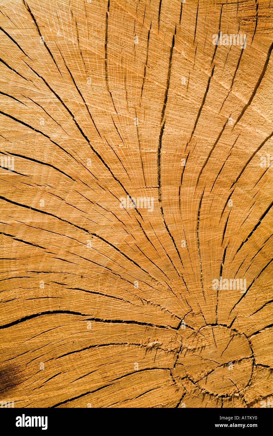 Wood grain on a log Stock Photo - Alamy