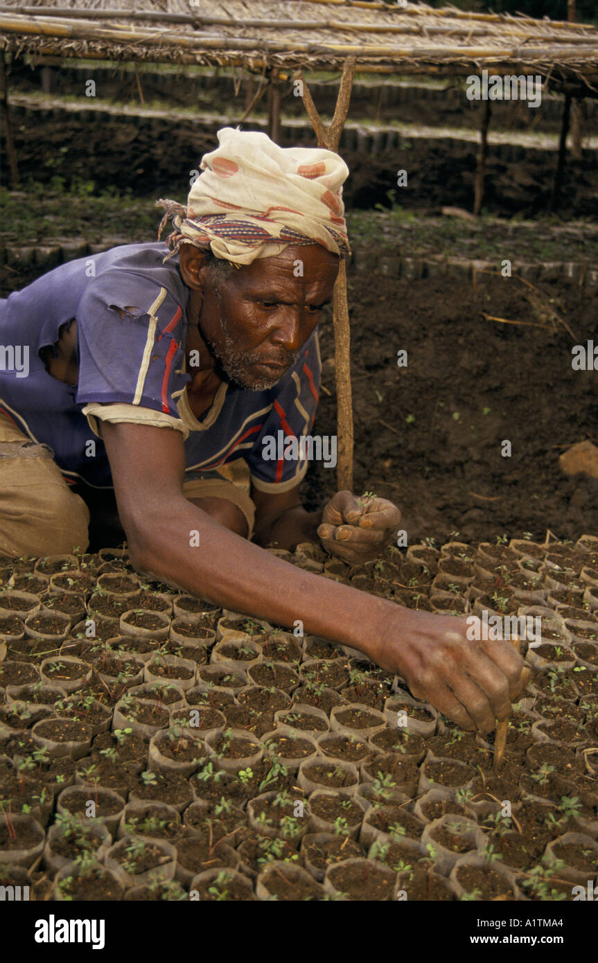 MAN PLANTING TREES AT A TREE NURSERY ETHIOPIA 1994 Stock Photo - Alamy
