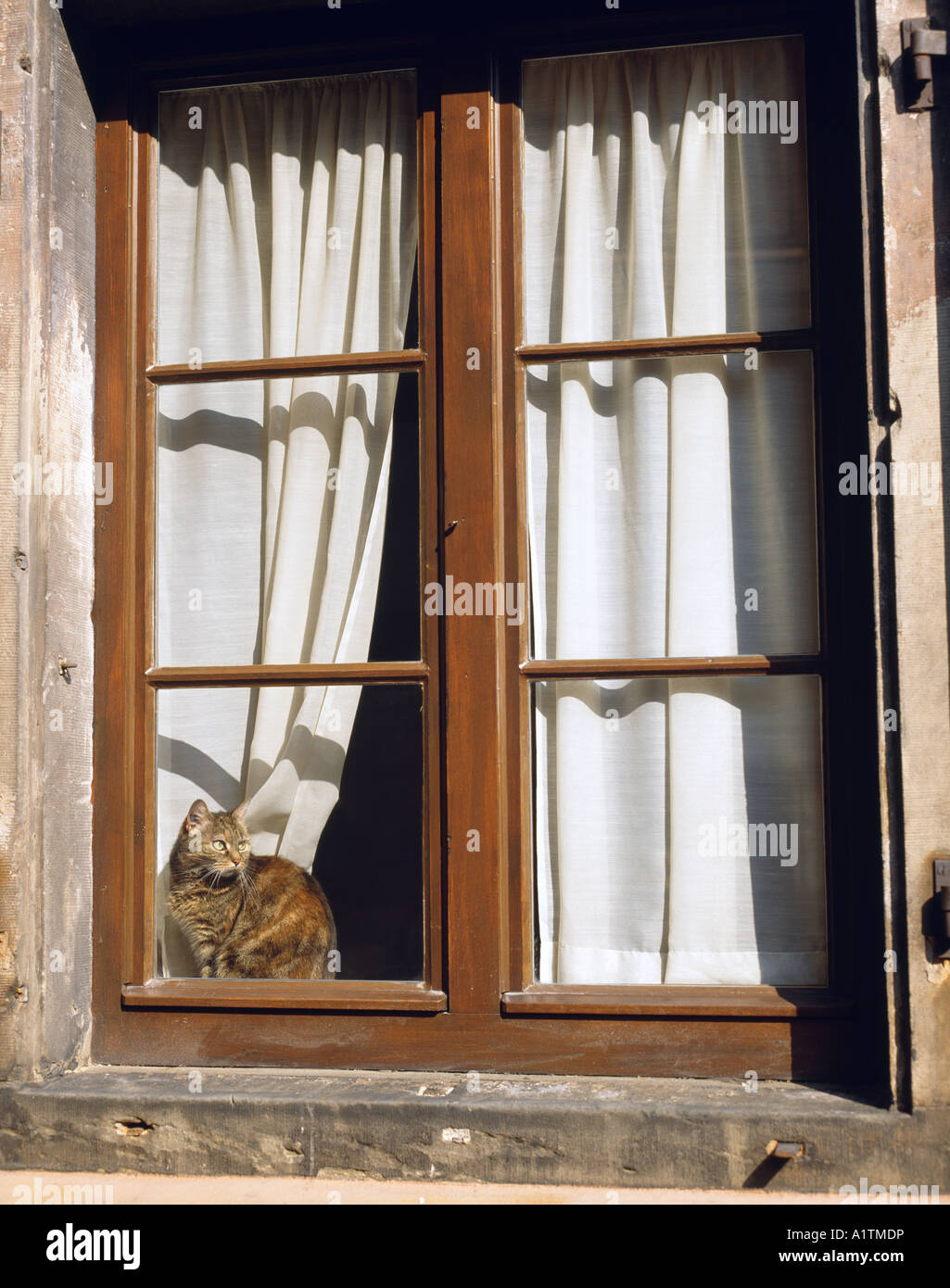 cat sitting in window of french house Stock Photo - Alamy