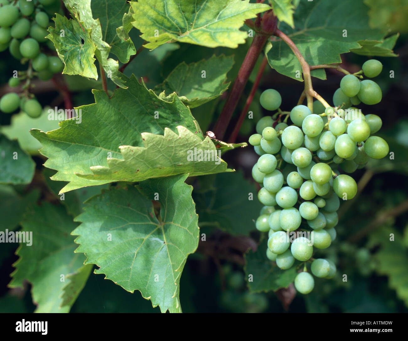 grapevine in vineyard, france Stock Photo - Alamy