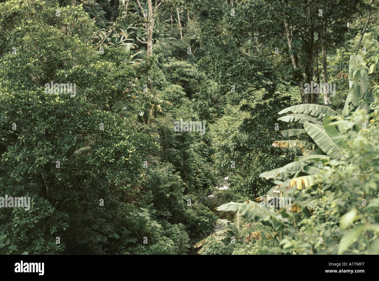 Tropical plants nicaragua hi-res stock photography and images - Alamy