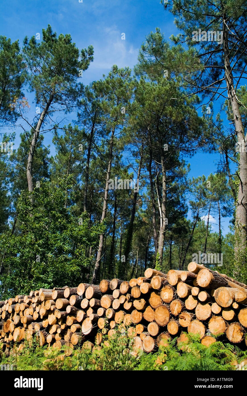 Stack of logs piled together in Landes Forest, Mano, Aquitane, France ...