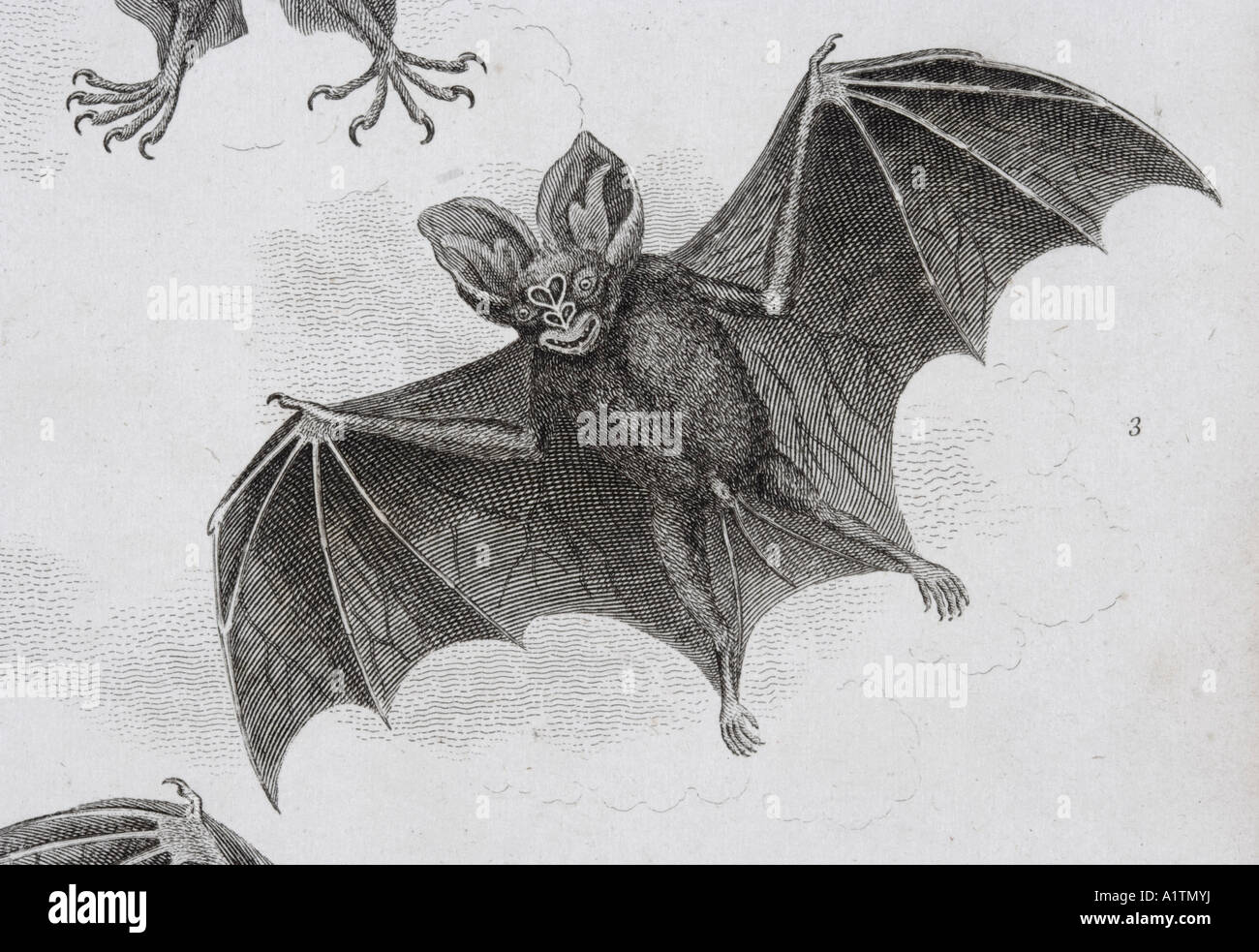 Engraving of a bat from a book published 1813, after Syd Edwards ...