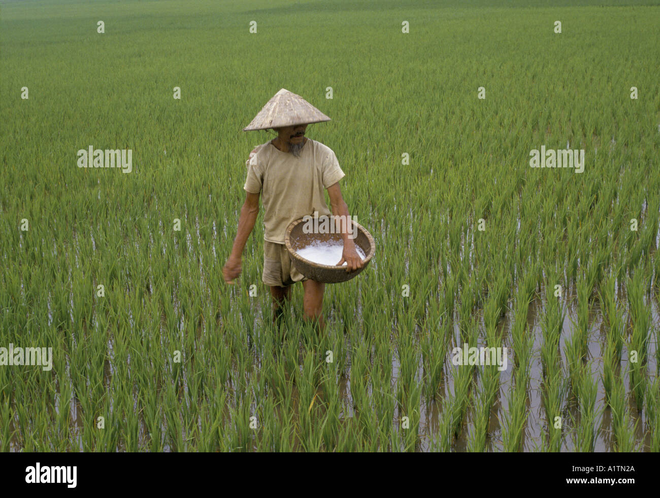 NHE TINH MAN FERTILISING A PADDY FIELD Stock Photo - Alamy