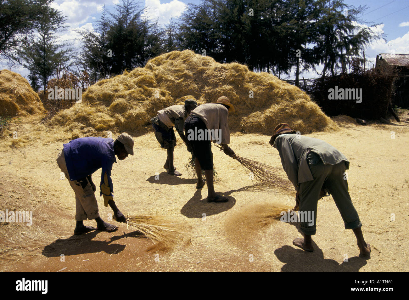 MEN THRESHING TEFF ETHIOPIA 1994 Stock Photo - Alamy