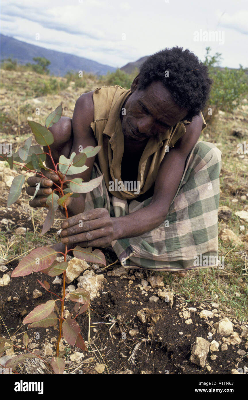 MAN PLANTING TREES ETHIOPIA Stock Photo - Alamy