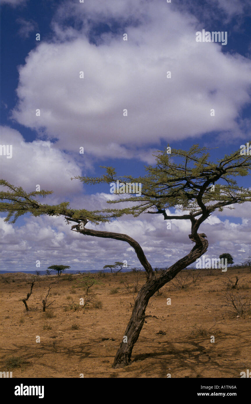 Jijiga hi-res stock photography and images - Alamy