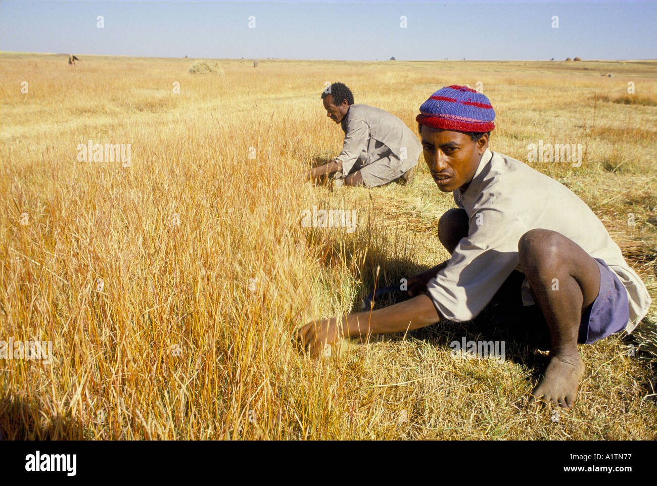 Cutting crops by hand hi-res stock photography and images - Alamy