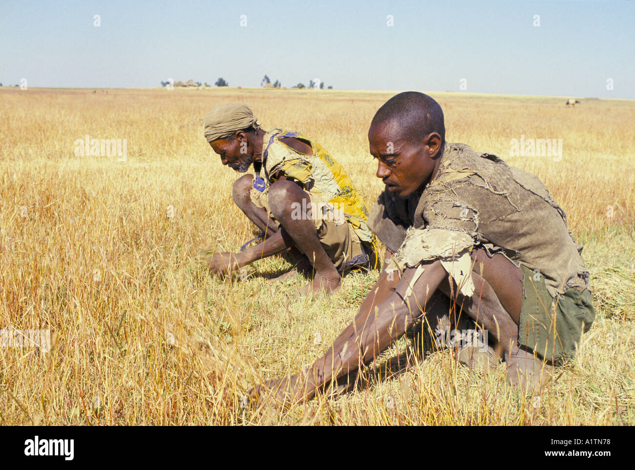 Harvesting millet hi-res stock photography and images - Alamy