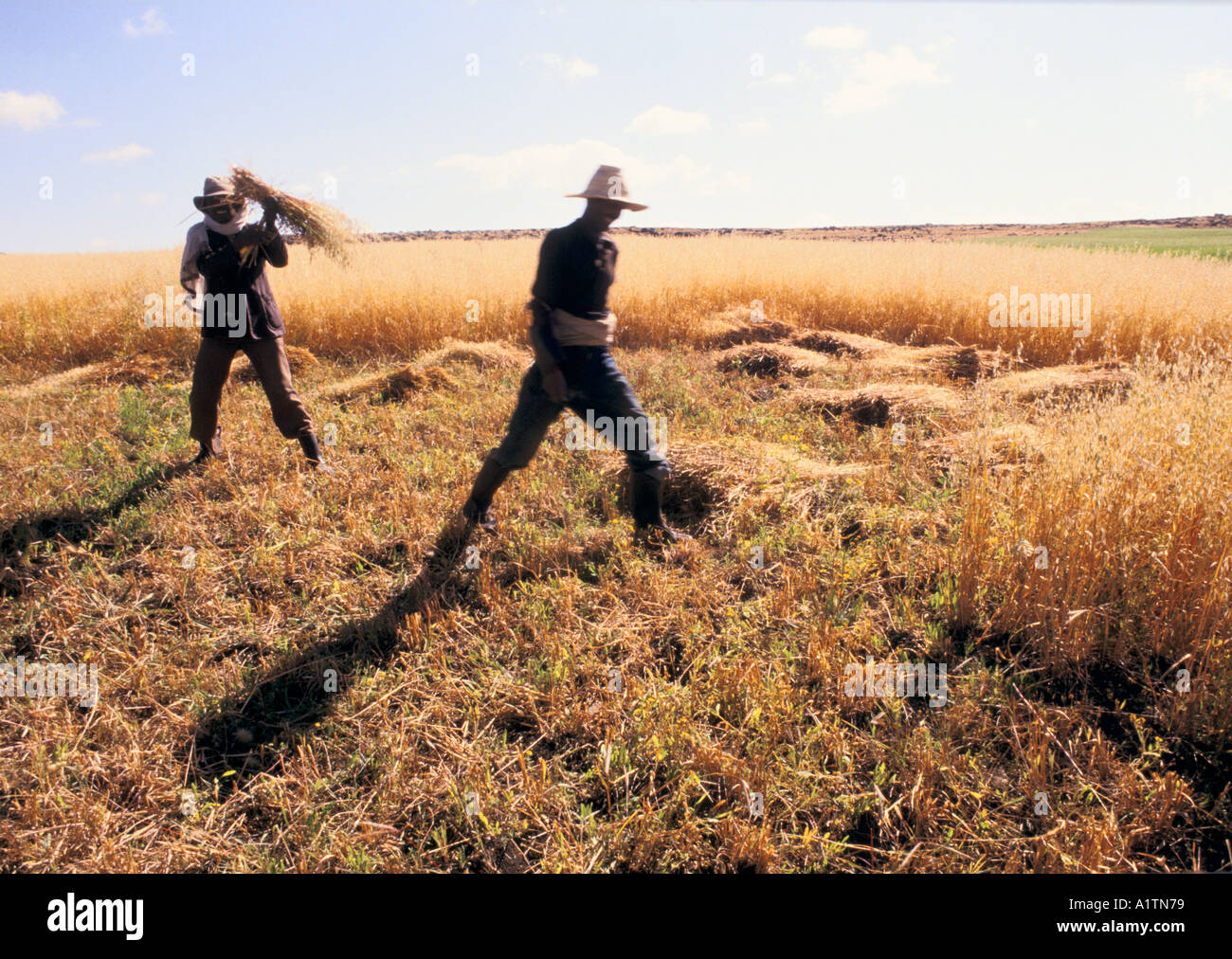 TWO MEN HARVESTING MILLET Stock Photo - Alamy