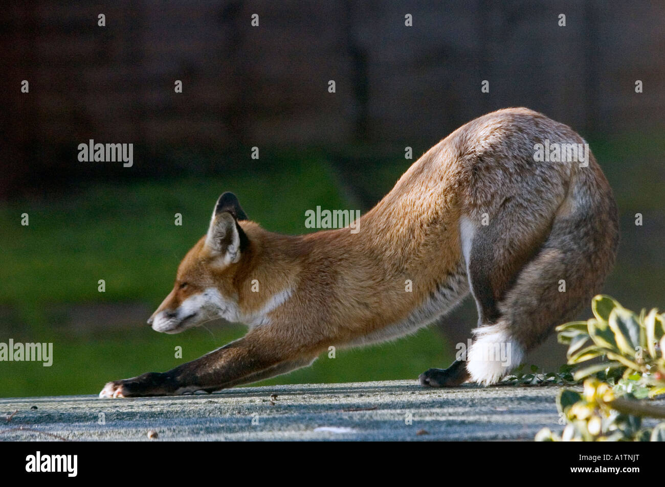 Red fox on garden shed roof hi-res stock photography and images - Alamy