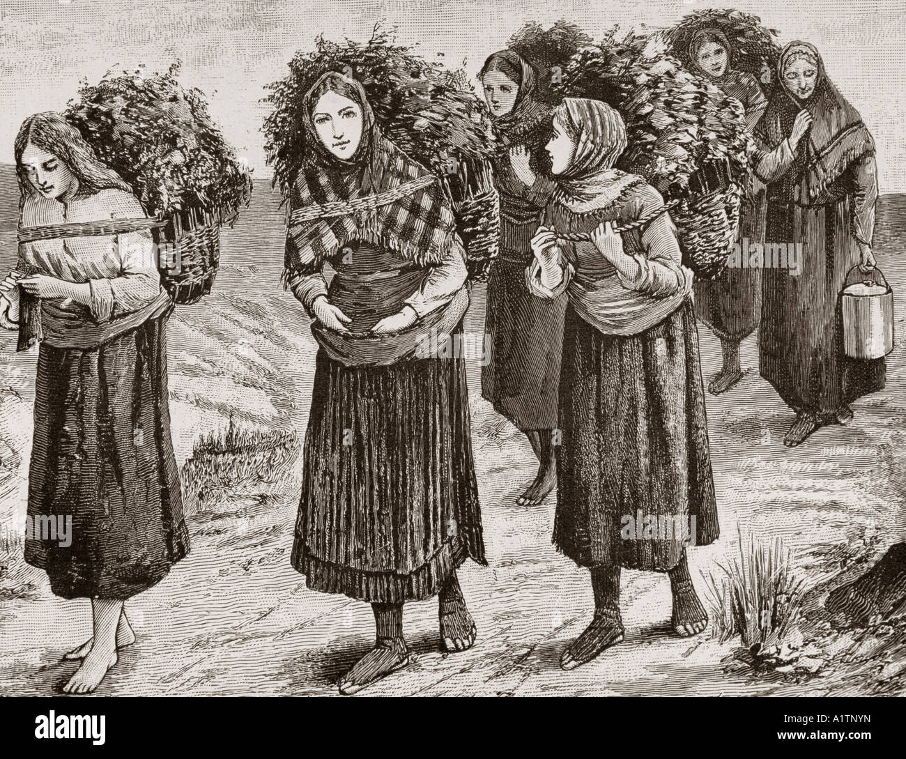 The Hebrides, Scotland, c.1880. Return from the shieling or hut used by ...