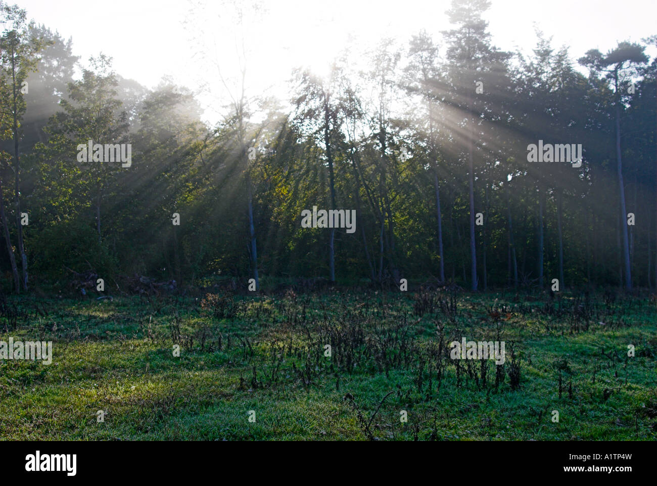 Sun through the Trees Stock Photo - Alamy