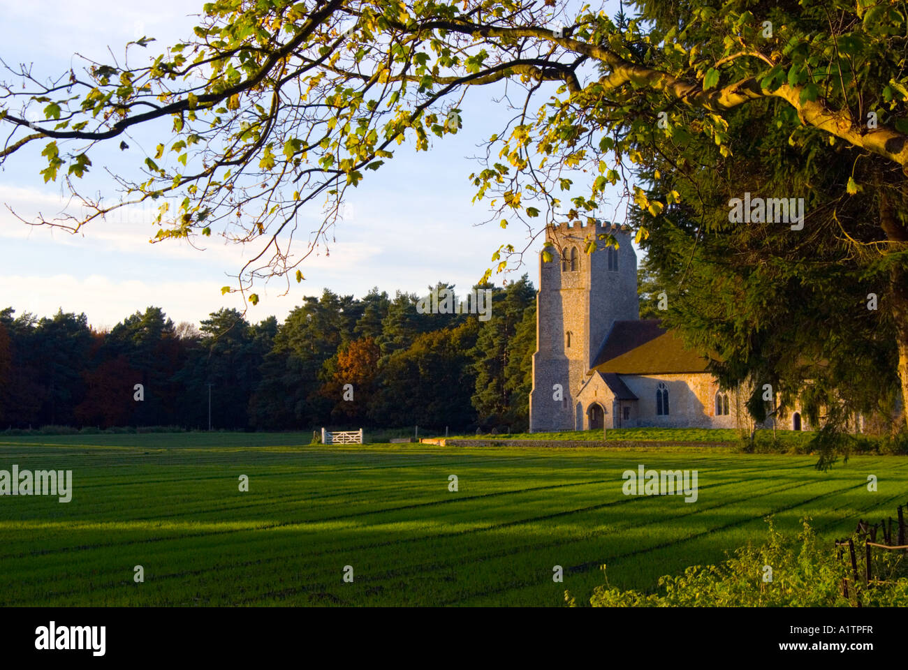 Church in the Forest Stock Photo - Alamy