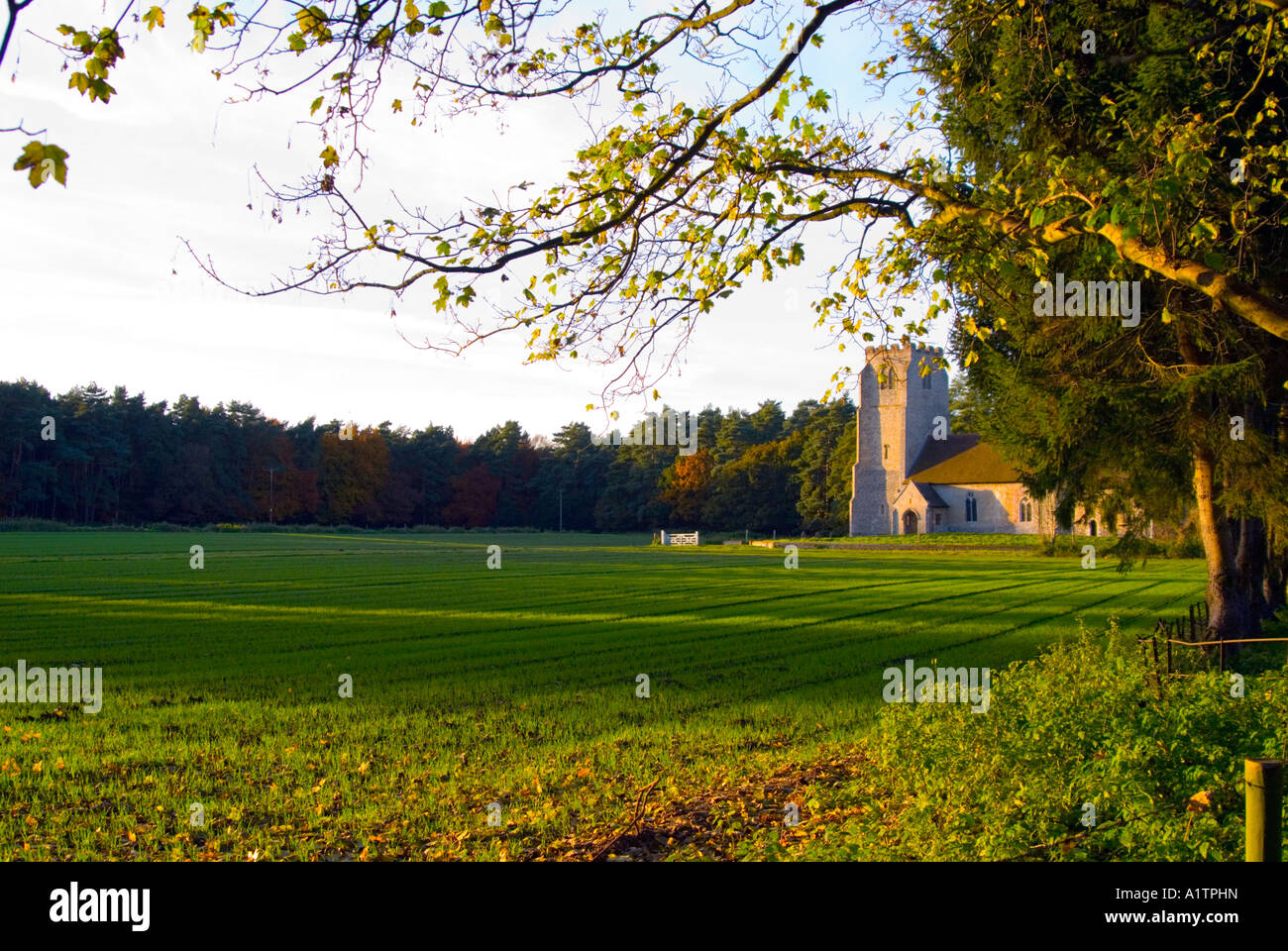 Church in the Forest Stock Photo - Alamy