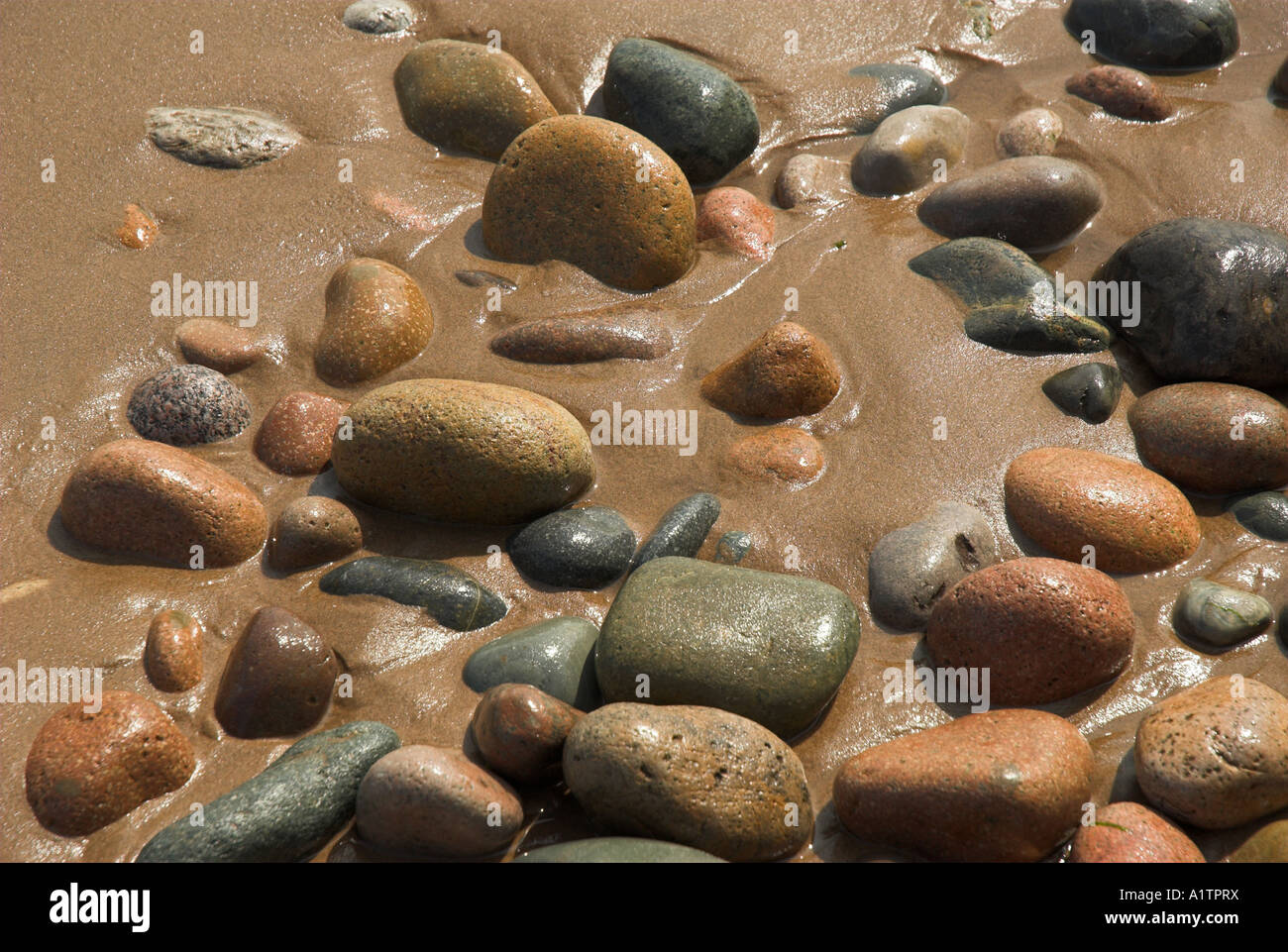 pebbles in the sand on the beach Stock Photo - Alamy