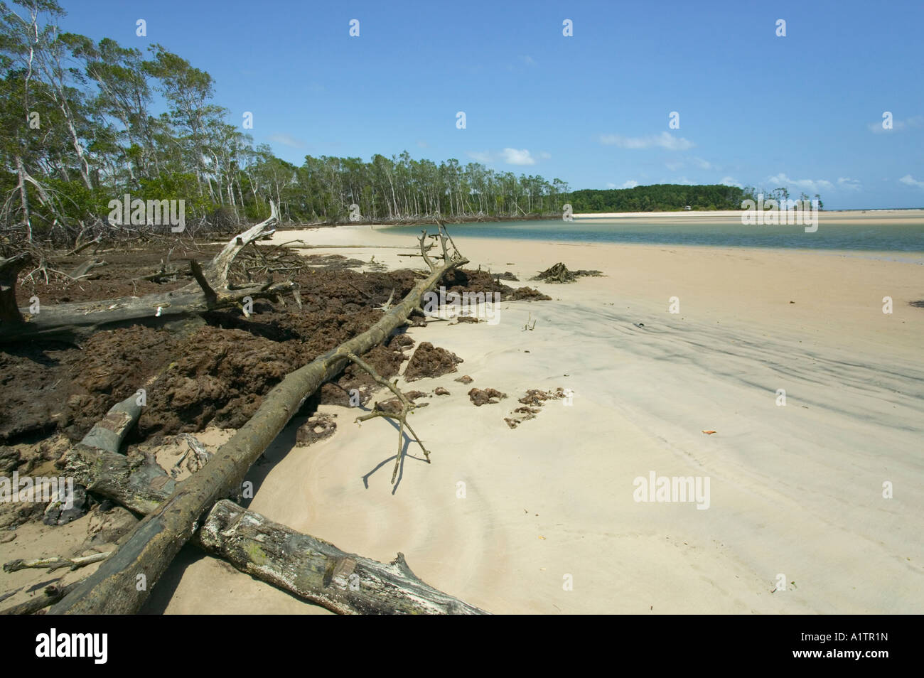 A beach and mangroves in the mouth of the Amazon Araruna Marajo Island ...