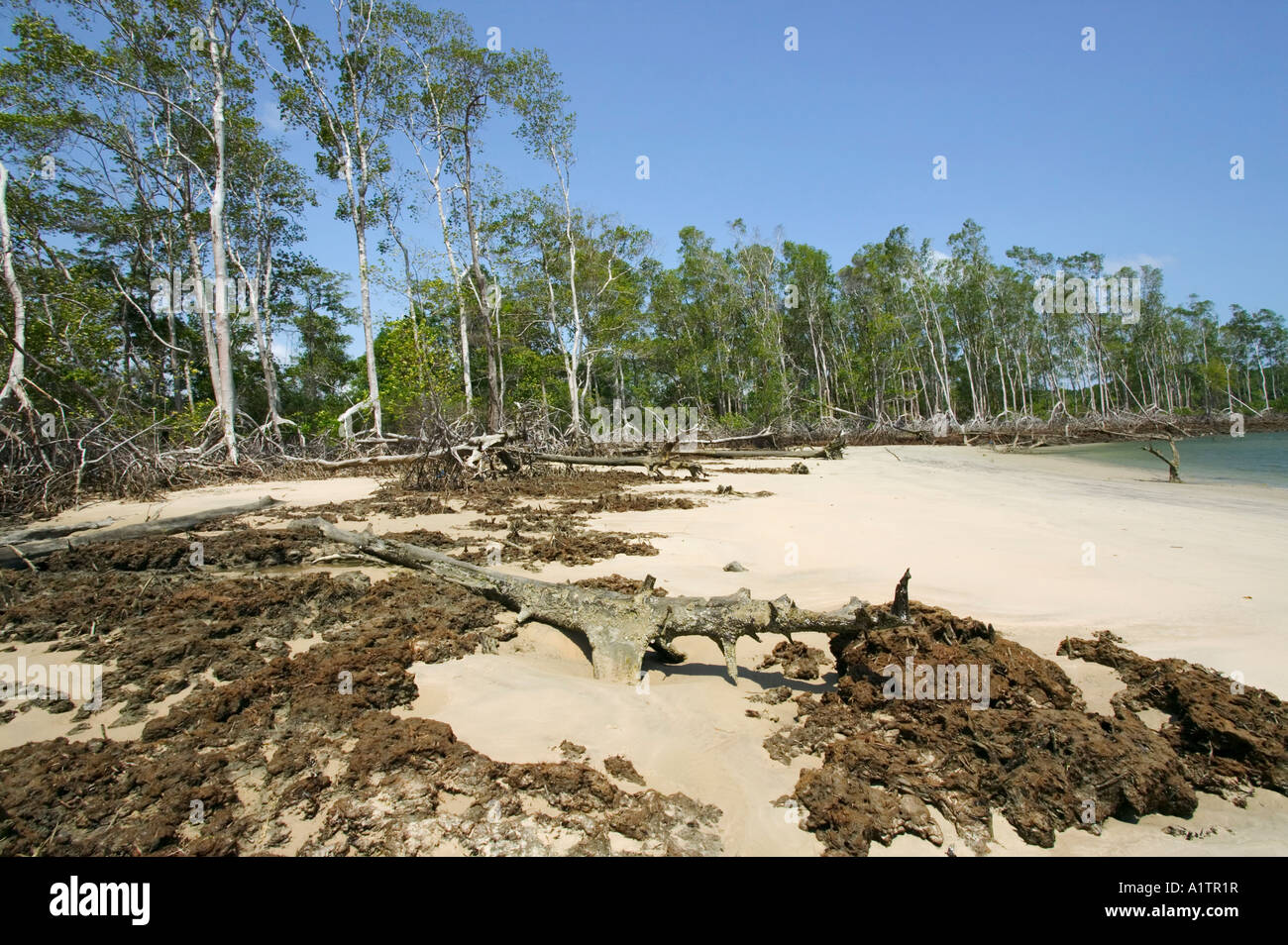 A beach and mangroves in the mouth of the Amazon Araruna Marajo Island ...