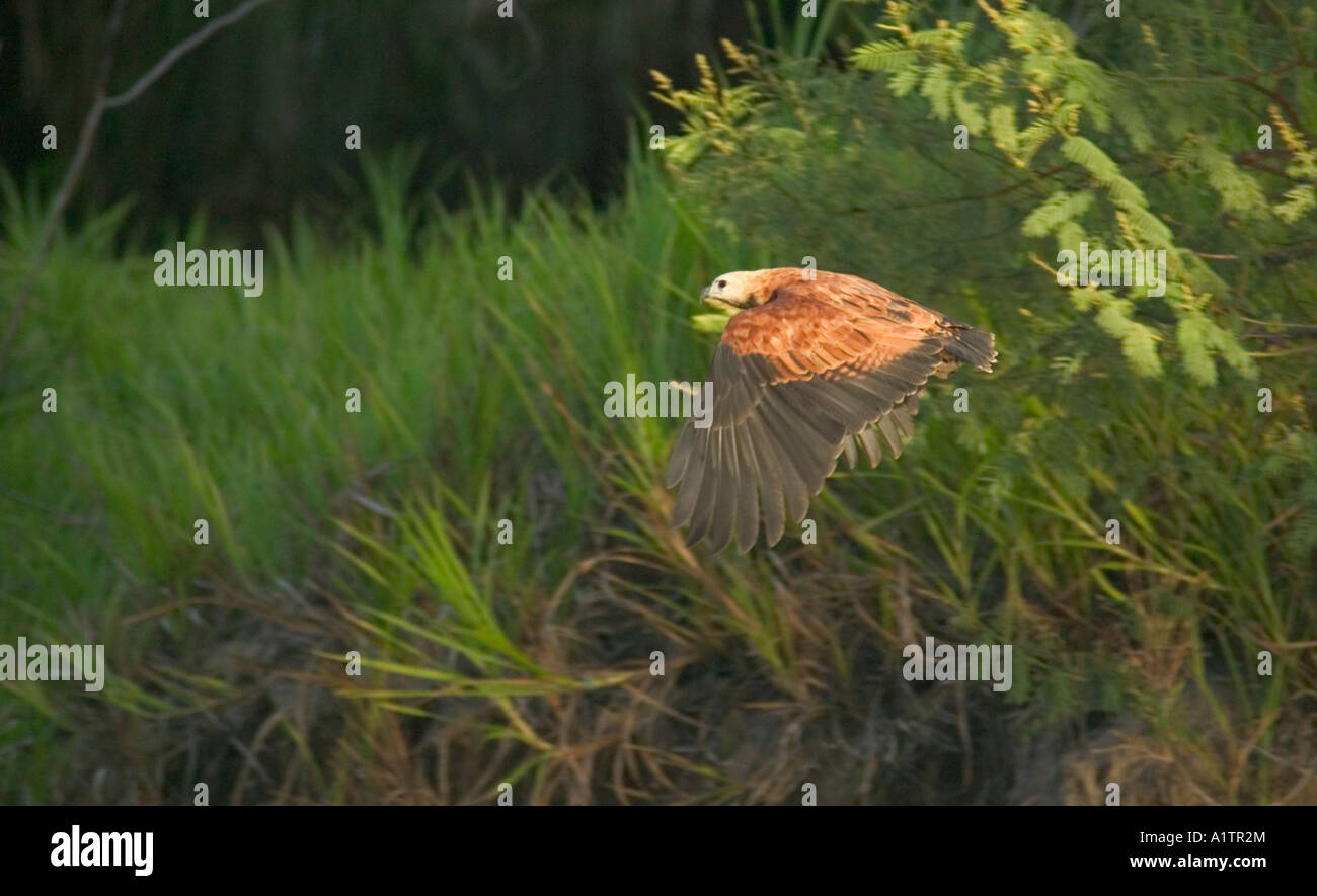 A Black collared Hawk in flight in a creek off the Amazon nr Santarem ...