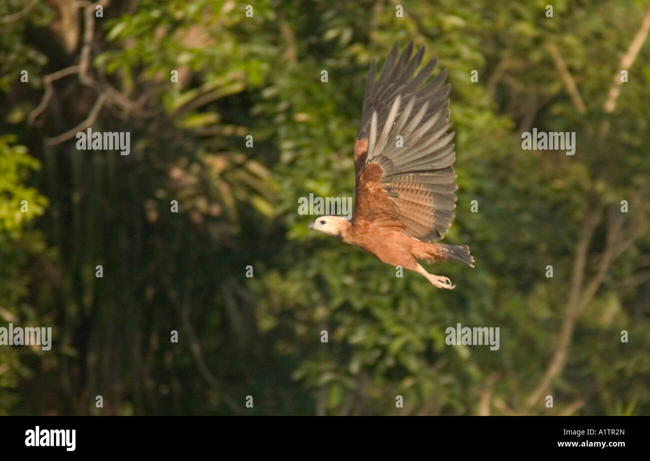 Brazilian black hawk hi-res stock photography and images - Alamy