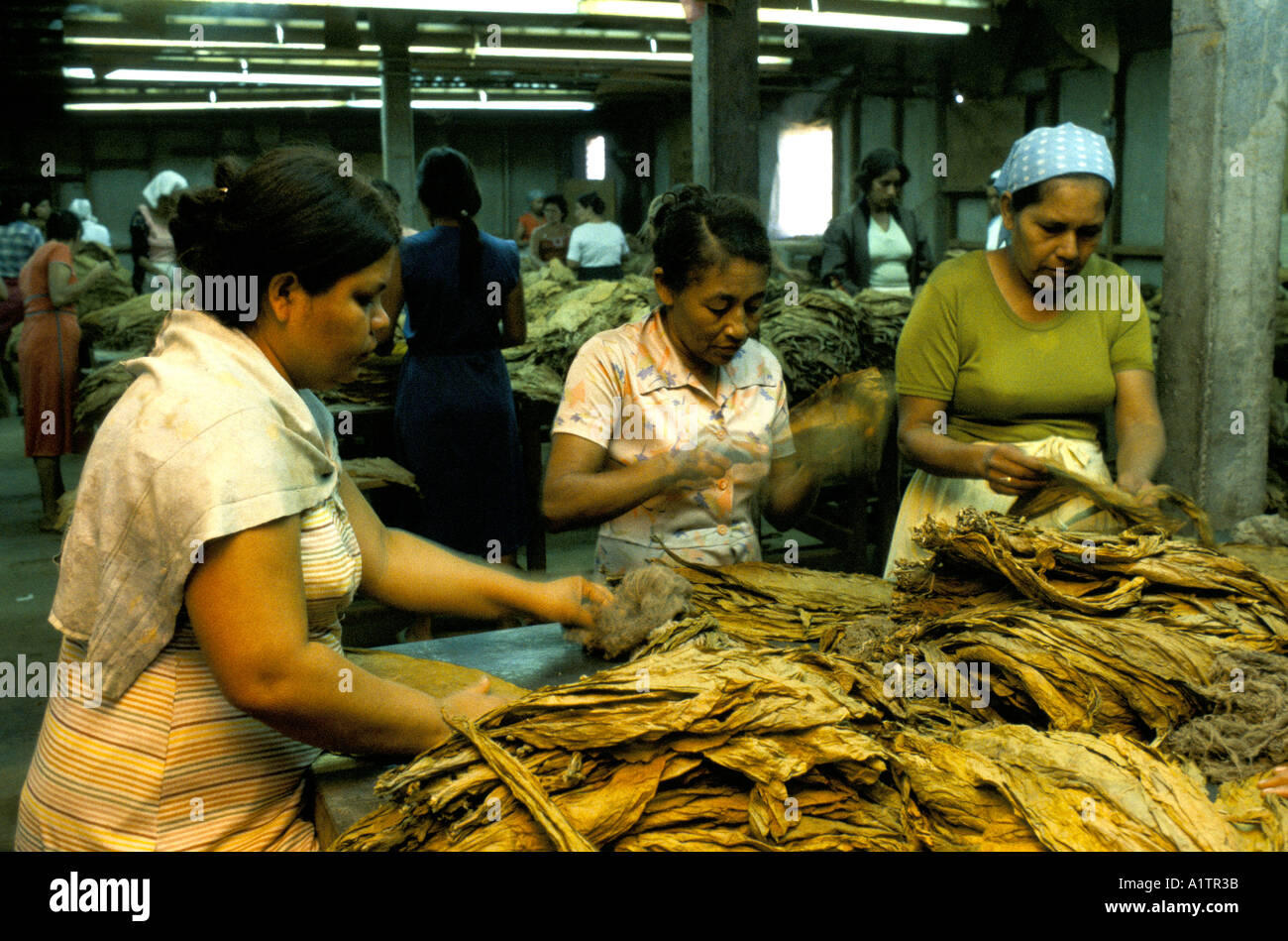WORKERS IN TOBACCO FACTORY Stock Photo - Alamy