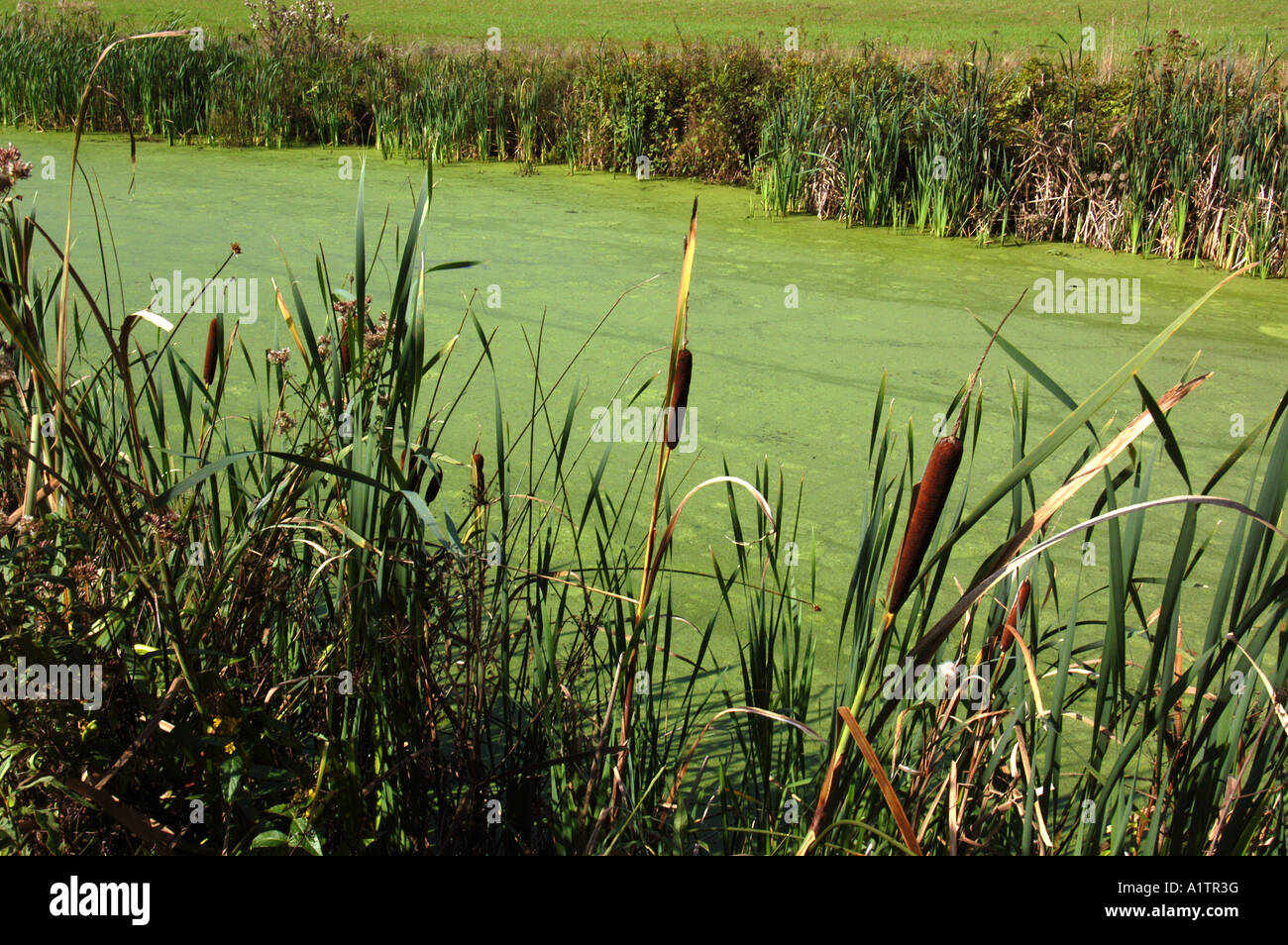 Blue Green Algae on the Grand Western Canal near Tiverton in Devon ...