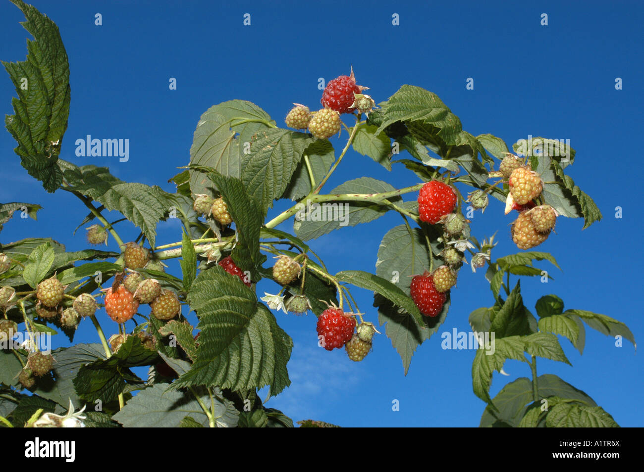 Raspberries ready for picking on a Devon Fruit Farm Stock Photo - Alamy