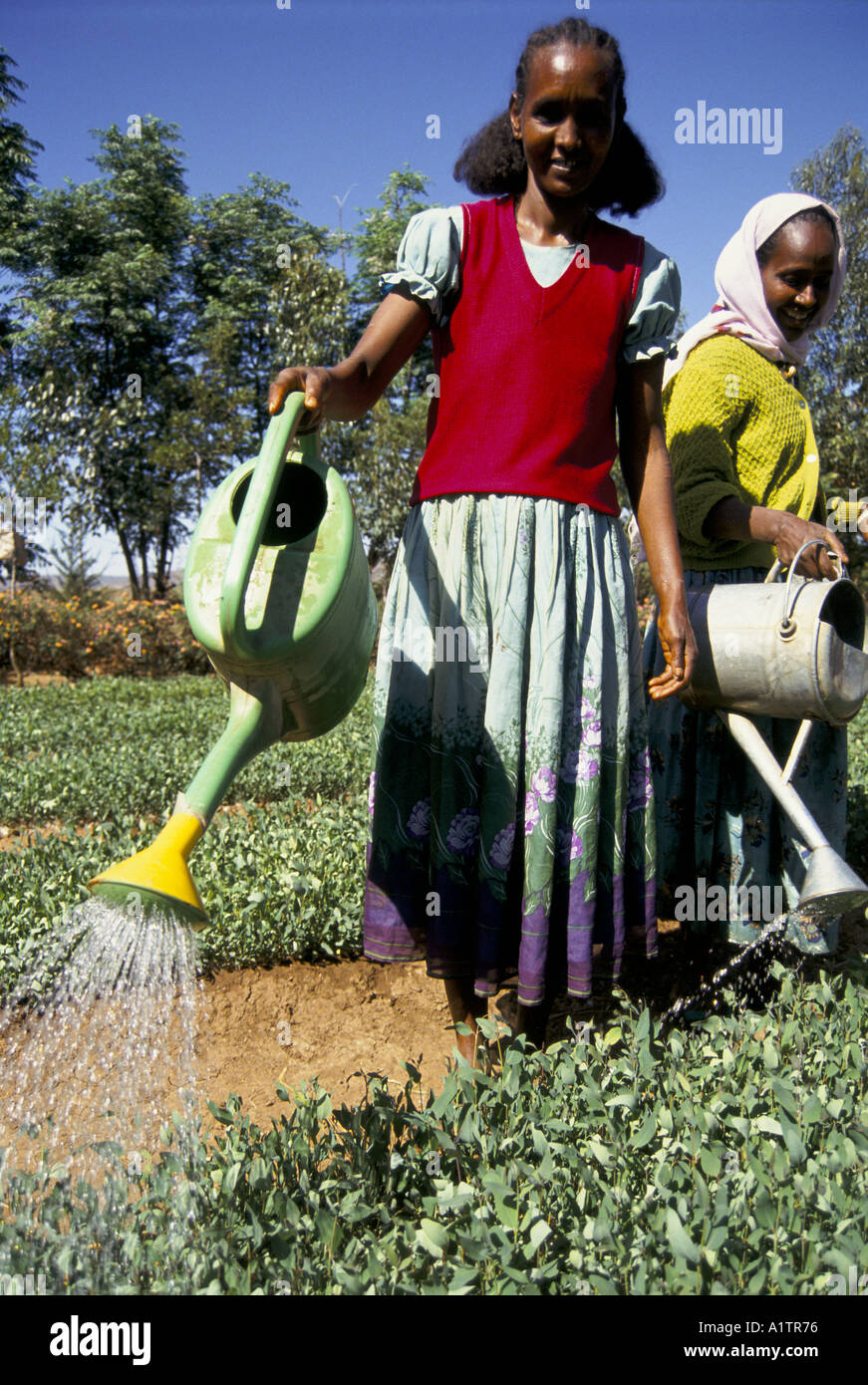 ERITREA . WOMEN WORKING IN REFORESTATION PROJECT WATERING SEEDLINGS ...