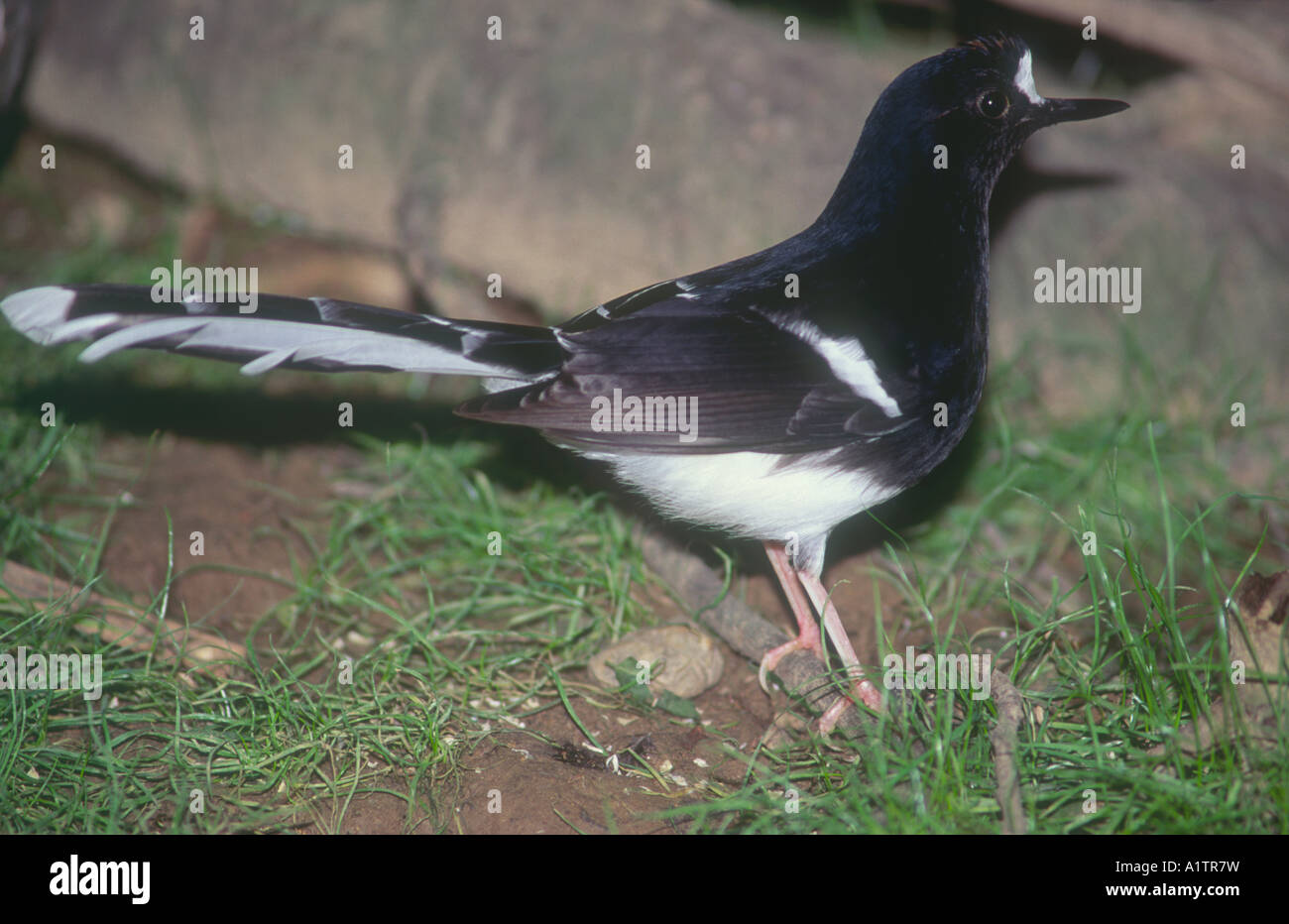 Forktail bird hi-res stock photography and images - Alamy