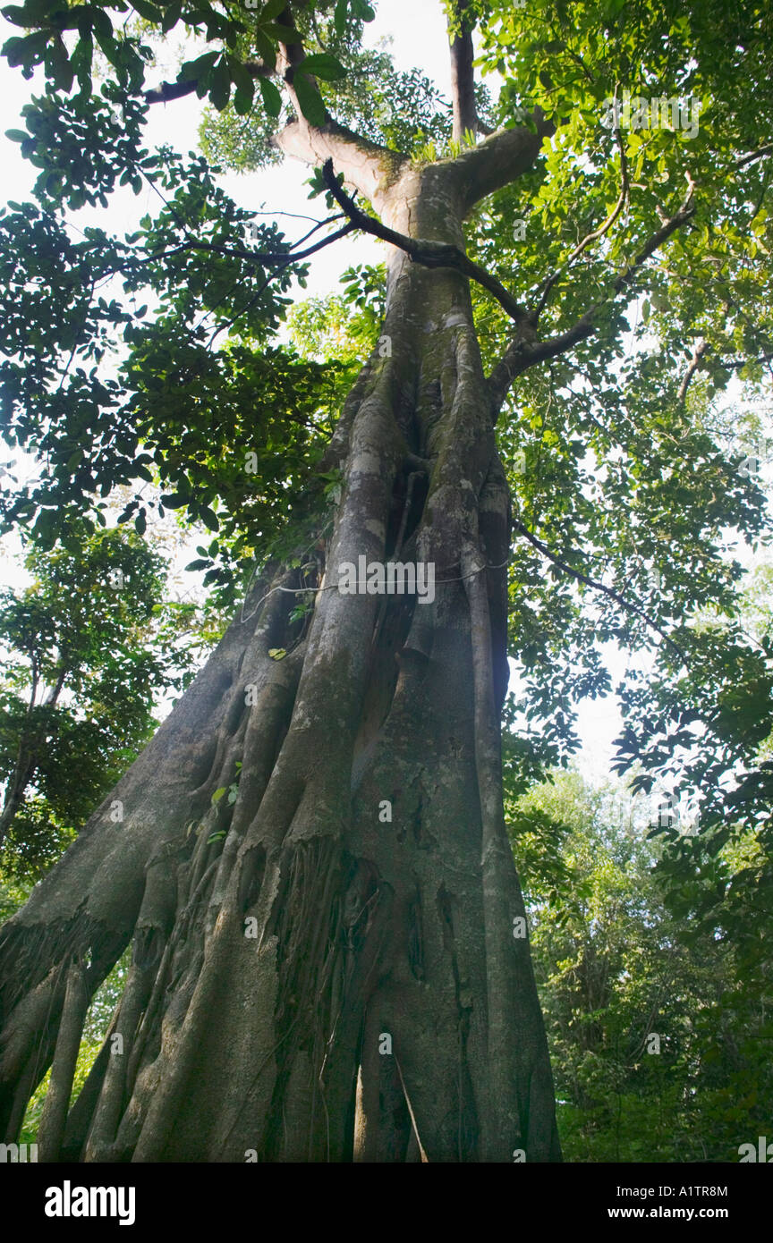 A rainforest tree in primary lowland rainforest nr the Meeting of the ...