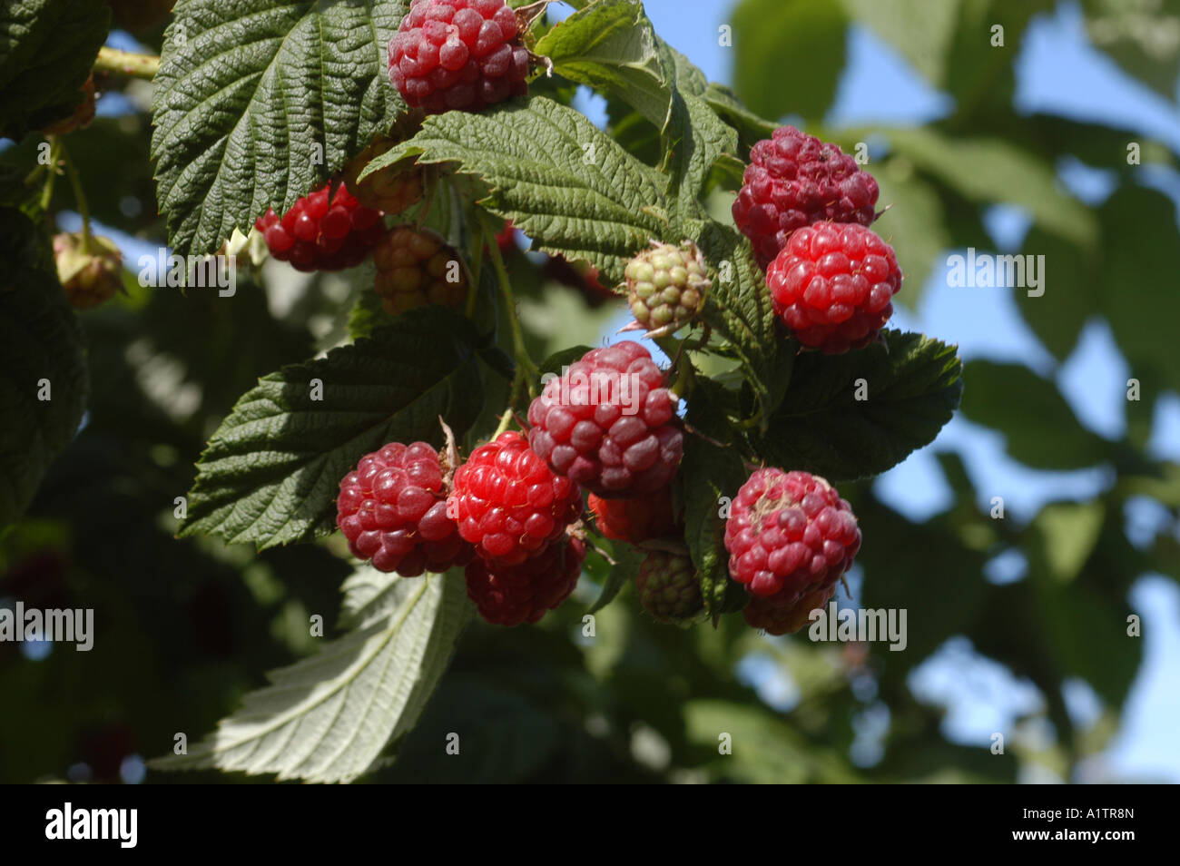 Raspberries awaiting picking on a Fruit Farm Stock Photo - Alamy