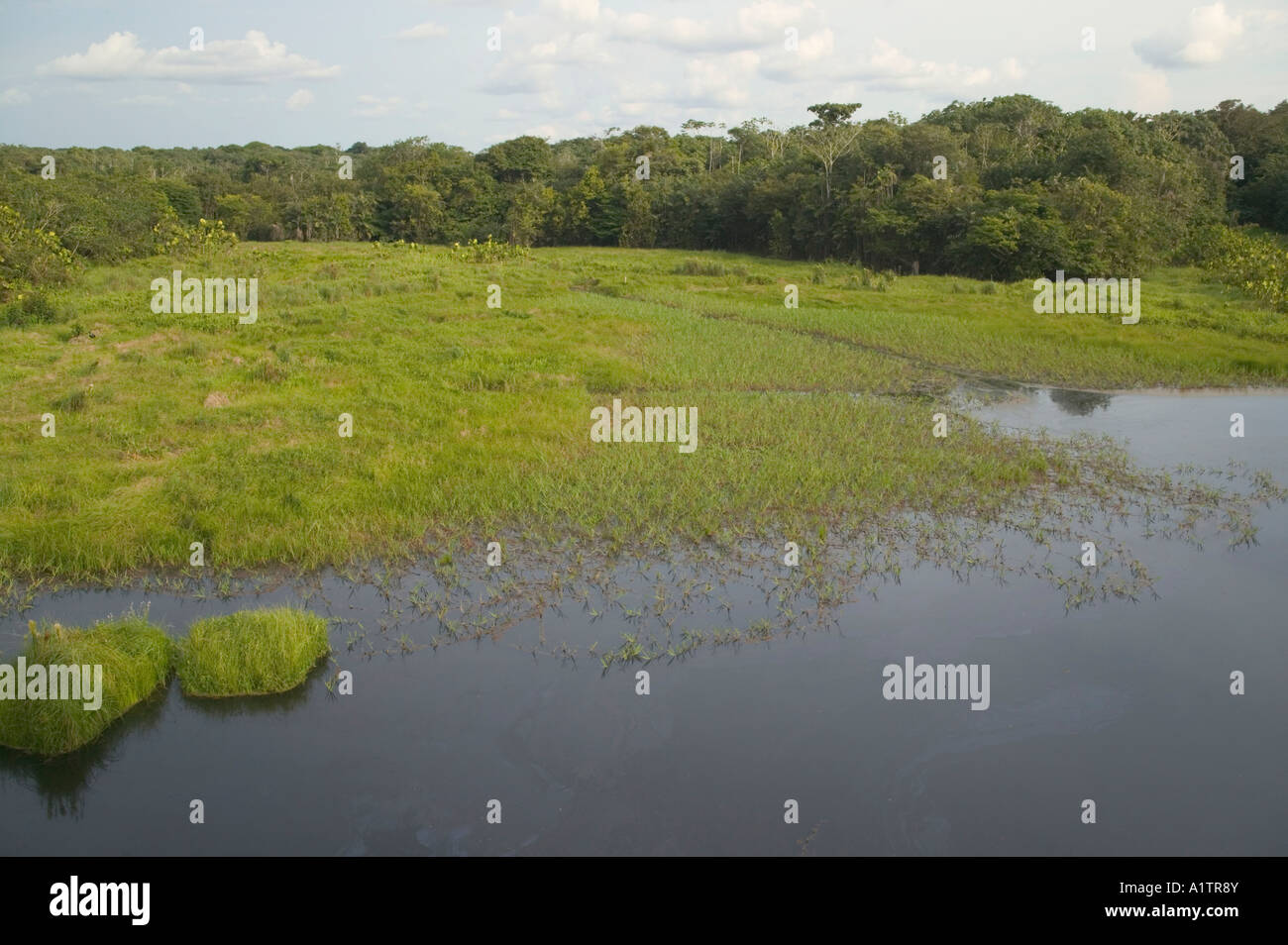 A lagoon surrounded by tropical rainforest close to the Rio Negro ...