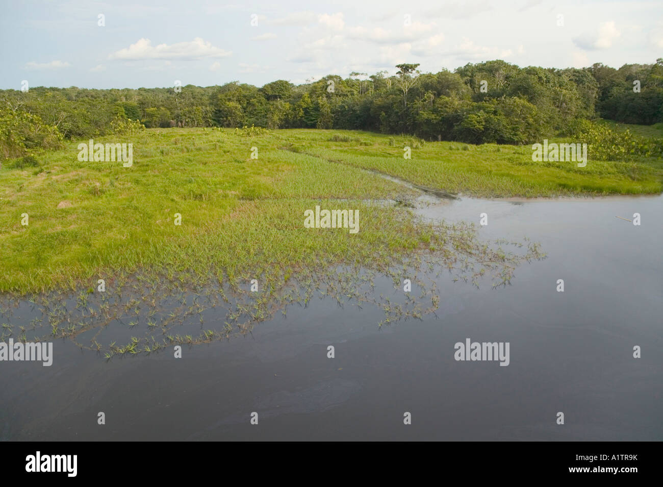 A lagoon surrounded by tropical rainforest close to the Rio Negro ...