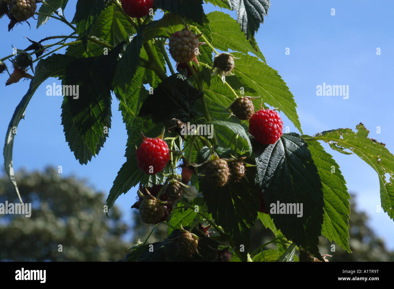 Raspberries awaiting picking on a Fruit Farm Stock Photo - Alamy