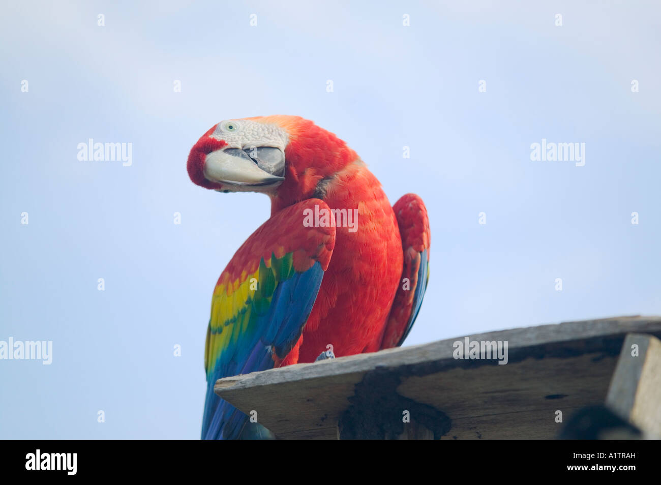 A Scarlet Macaw at an Amazon jungle lodge nr Manaus Amazonas state ...