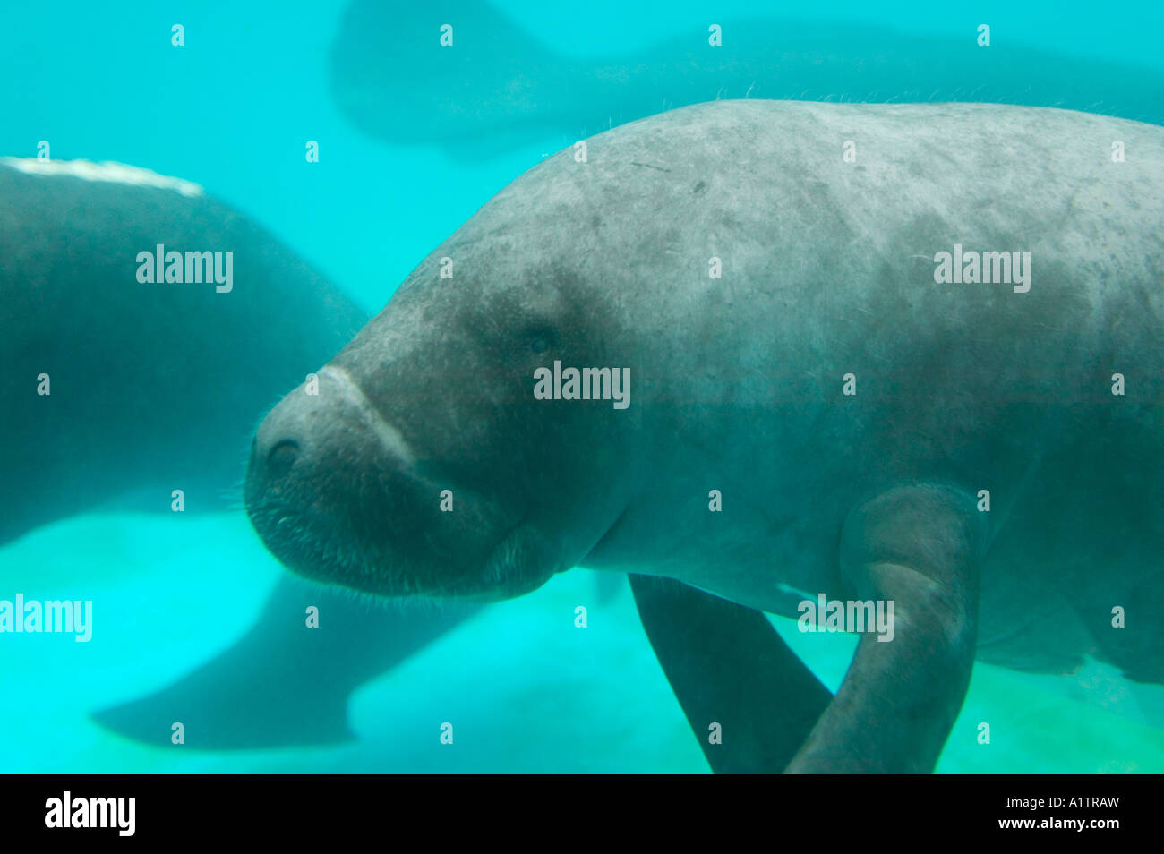 Amazonian manatee hi-res stock photography and images - Alamy