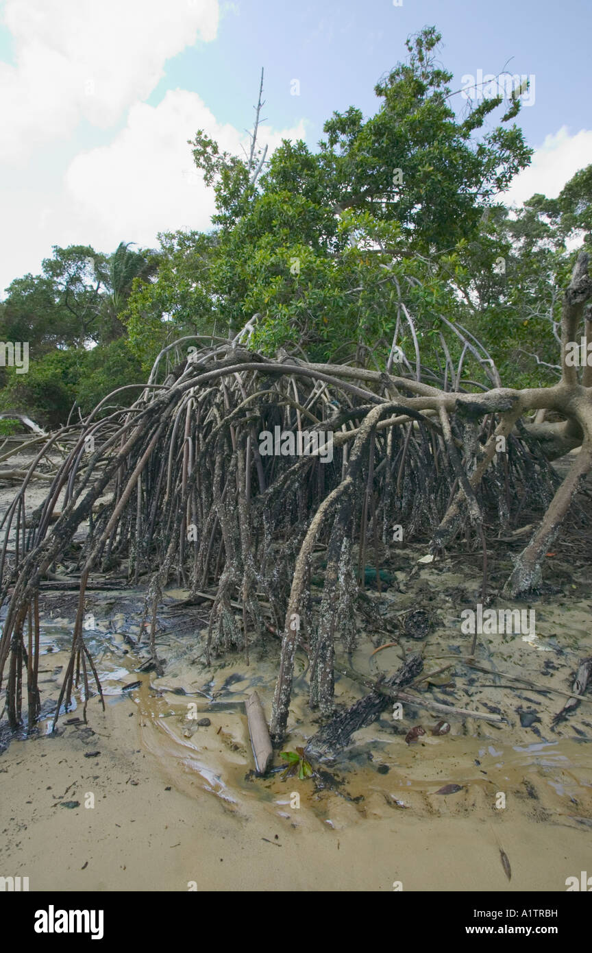 Aerial root systems at the base of mangrove trees inside the mouth of ...