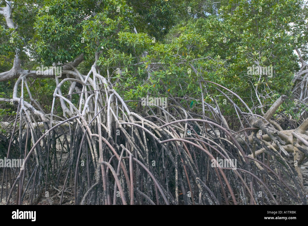 Aerial root systems at the base of mangrove trees inside the mouth of ...
