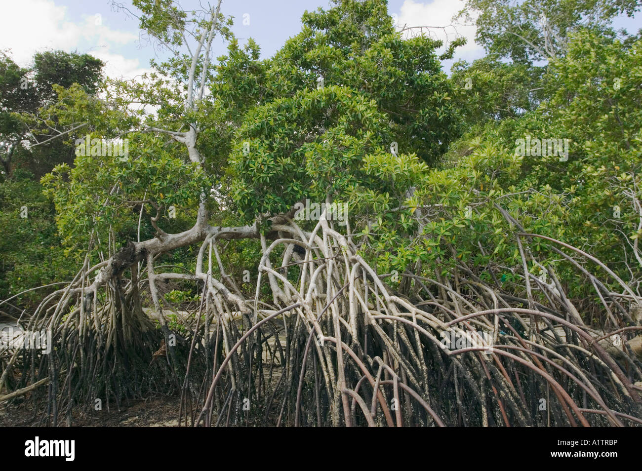 Aerial root systems at the base of mangrove trees inside the mouth of ...