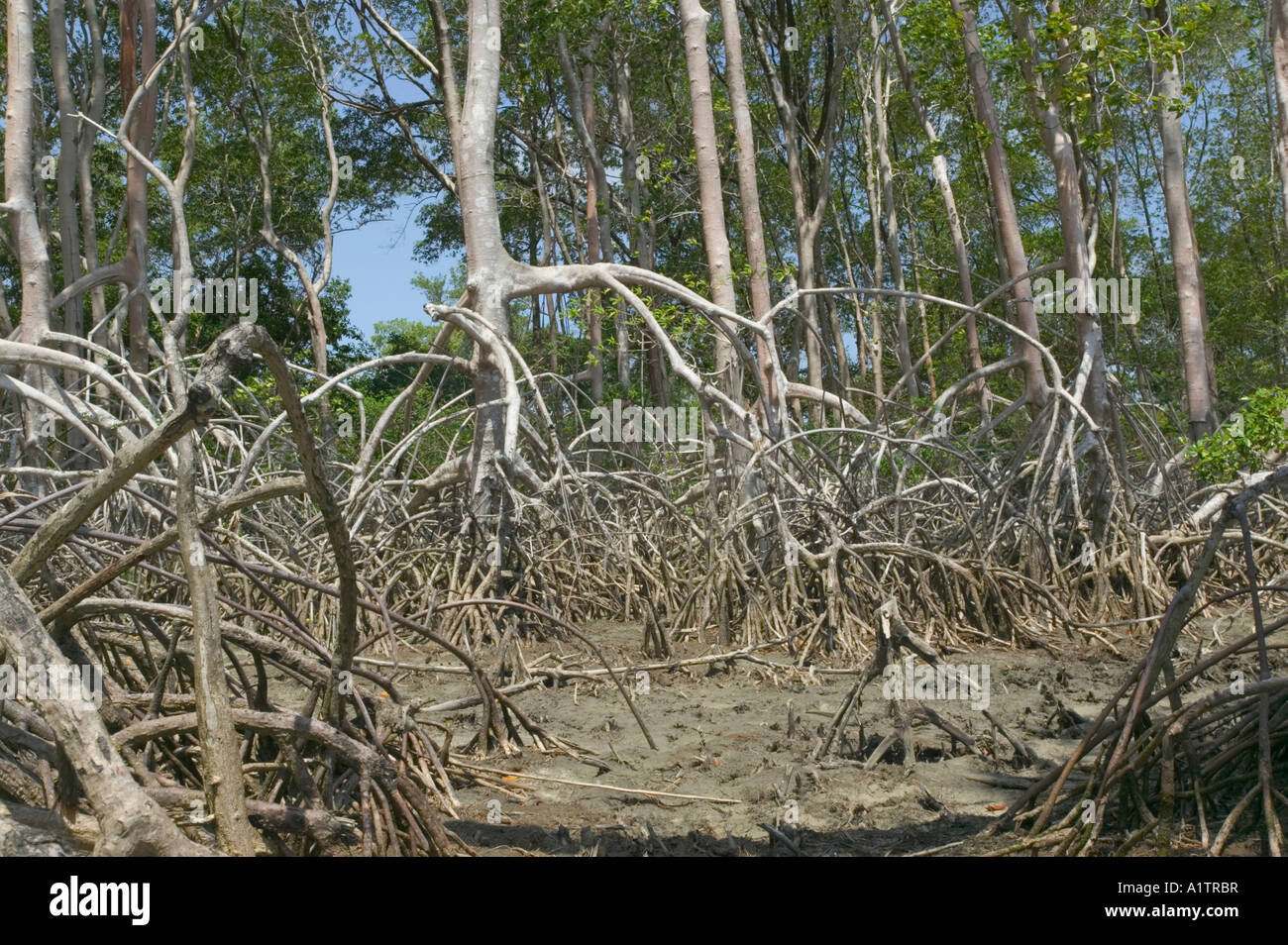 A mangrove forest at low tide just inside the mouth of the Amazon at ...
