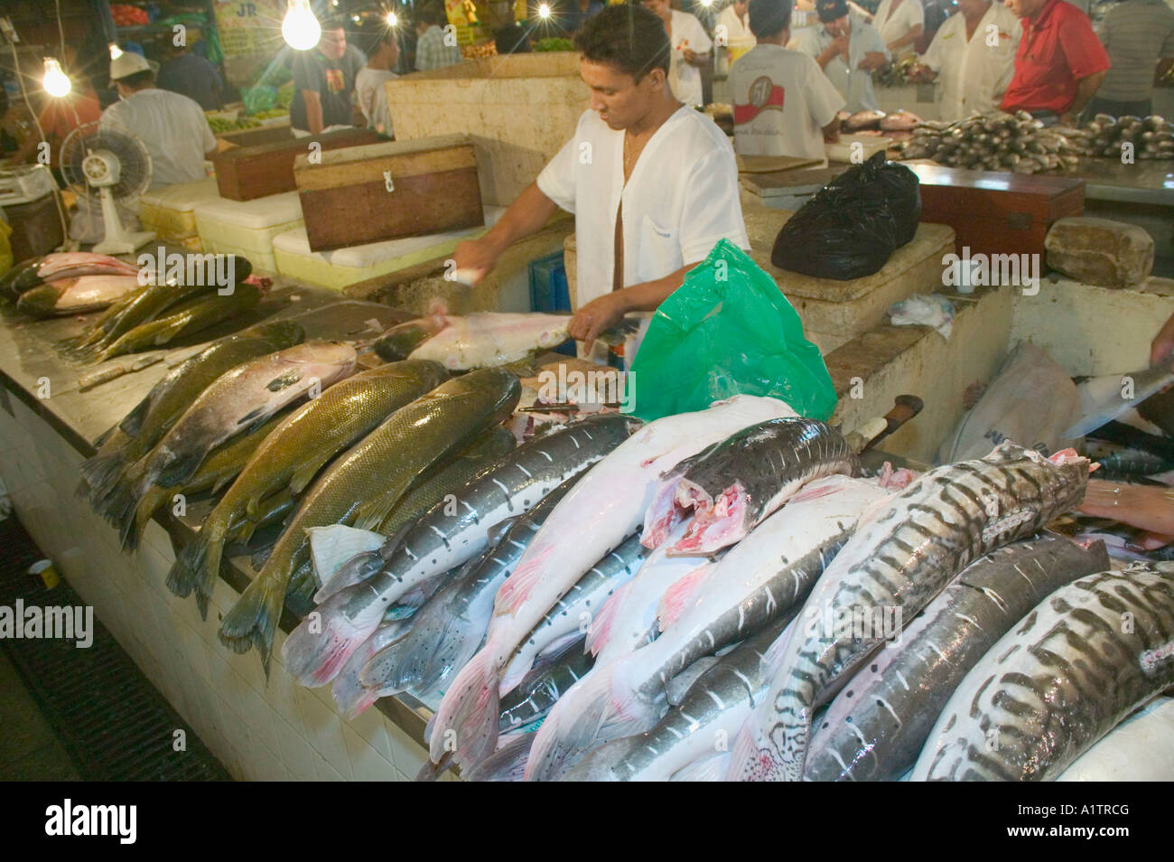 Amazon River fish in the market at Manaus Amazonas state Brazil Stock ...